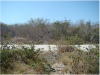 Caatinga - INCT BIONAT